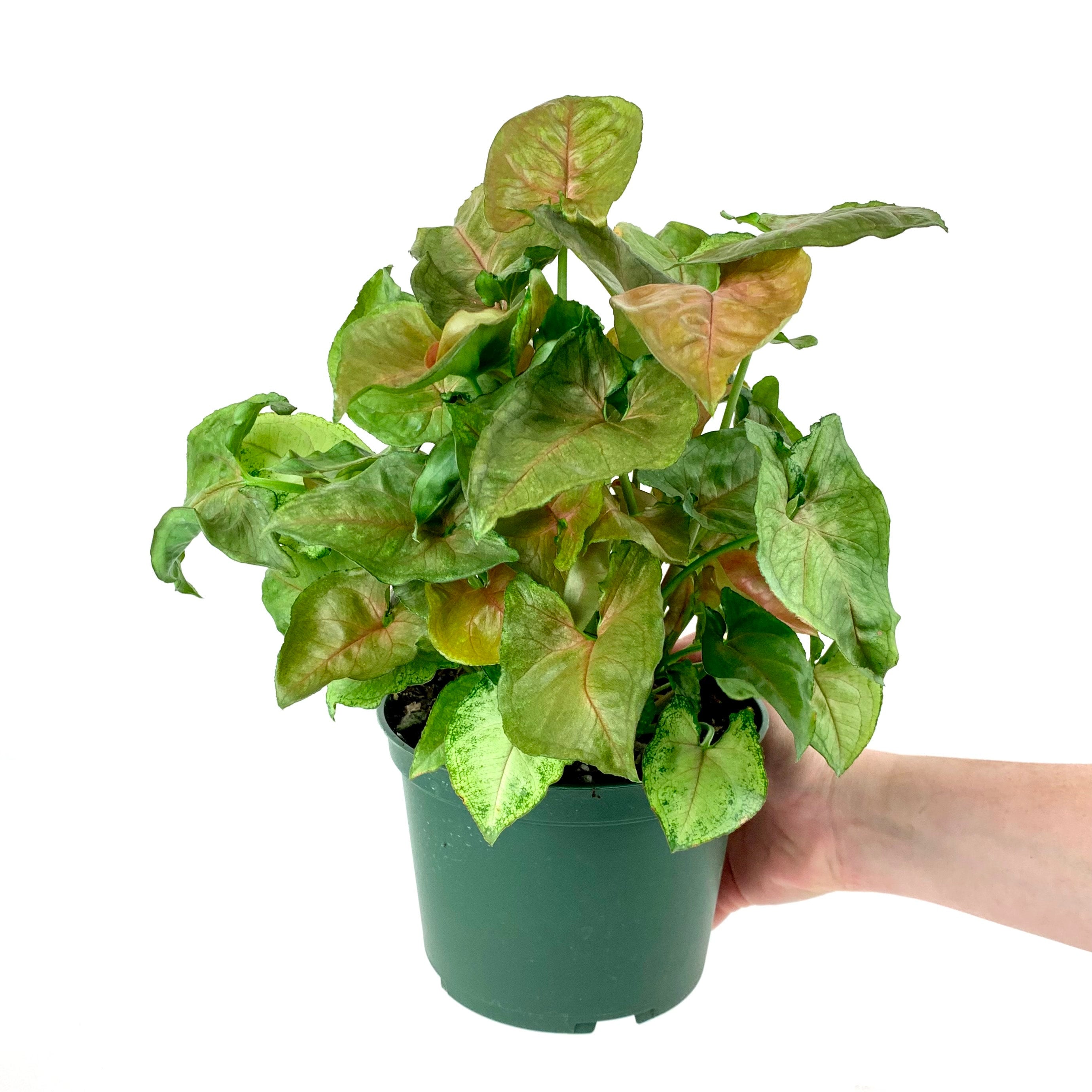 Syngonium ‘Maria Allusion’ 6” | The Flora Culture