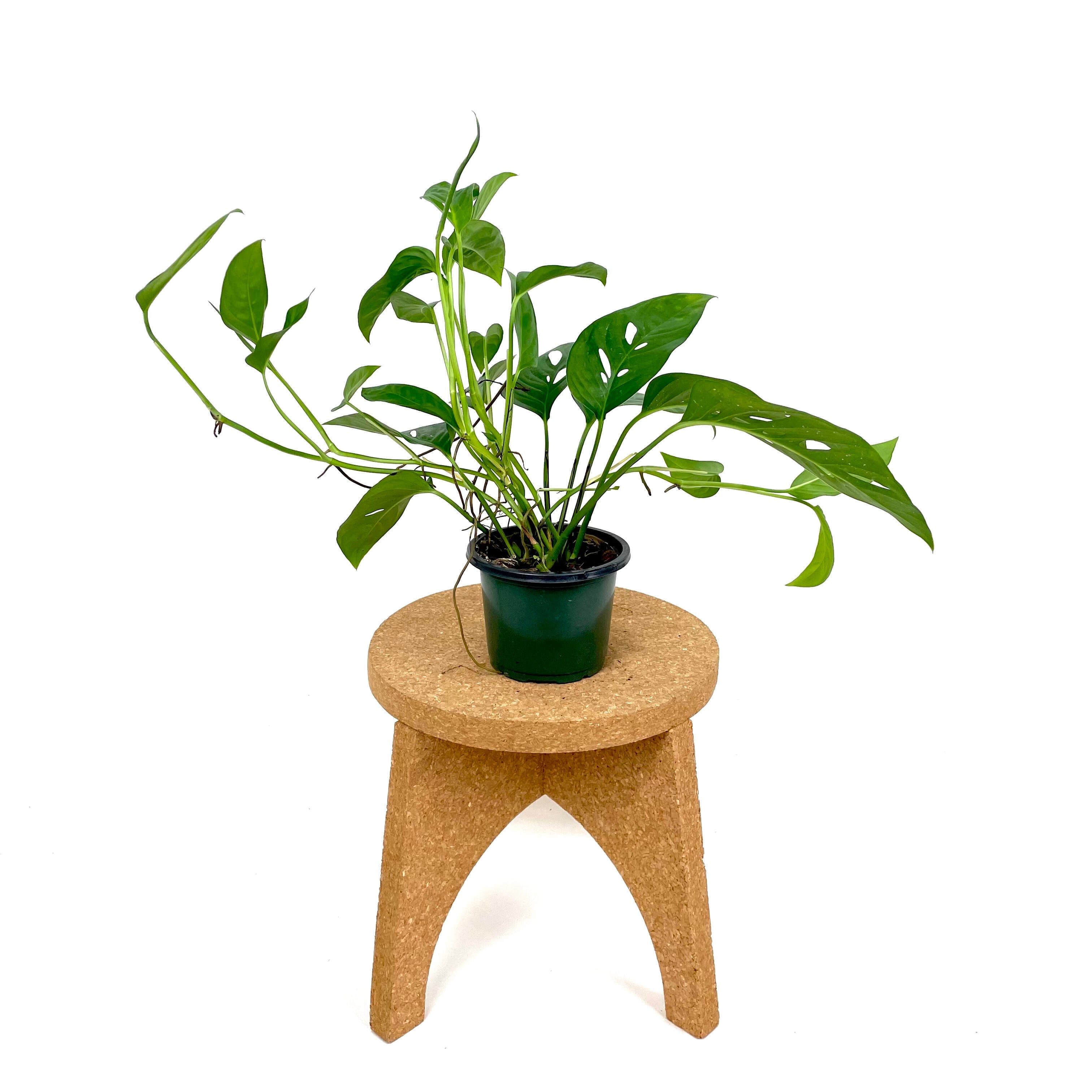 Monstera Adansonii Narrow Form 4” | The Flora Culture