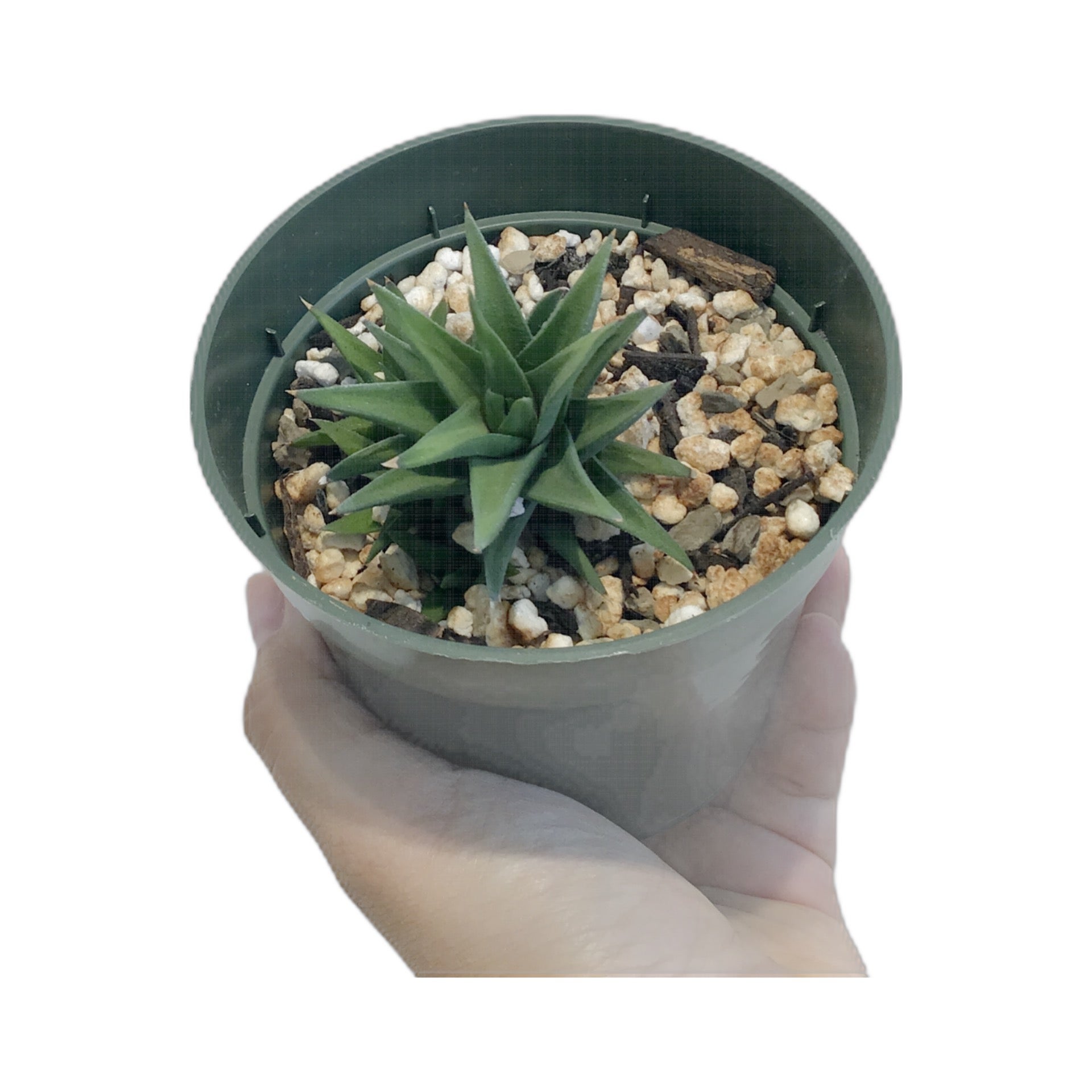 Haworthia Rigida | The Flora Culture