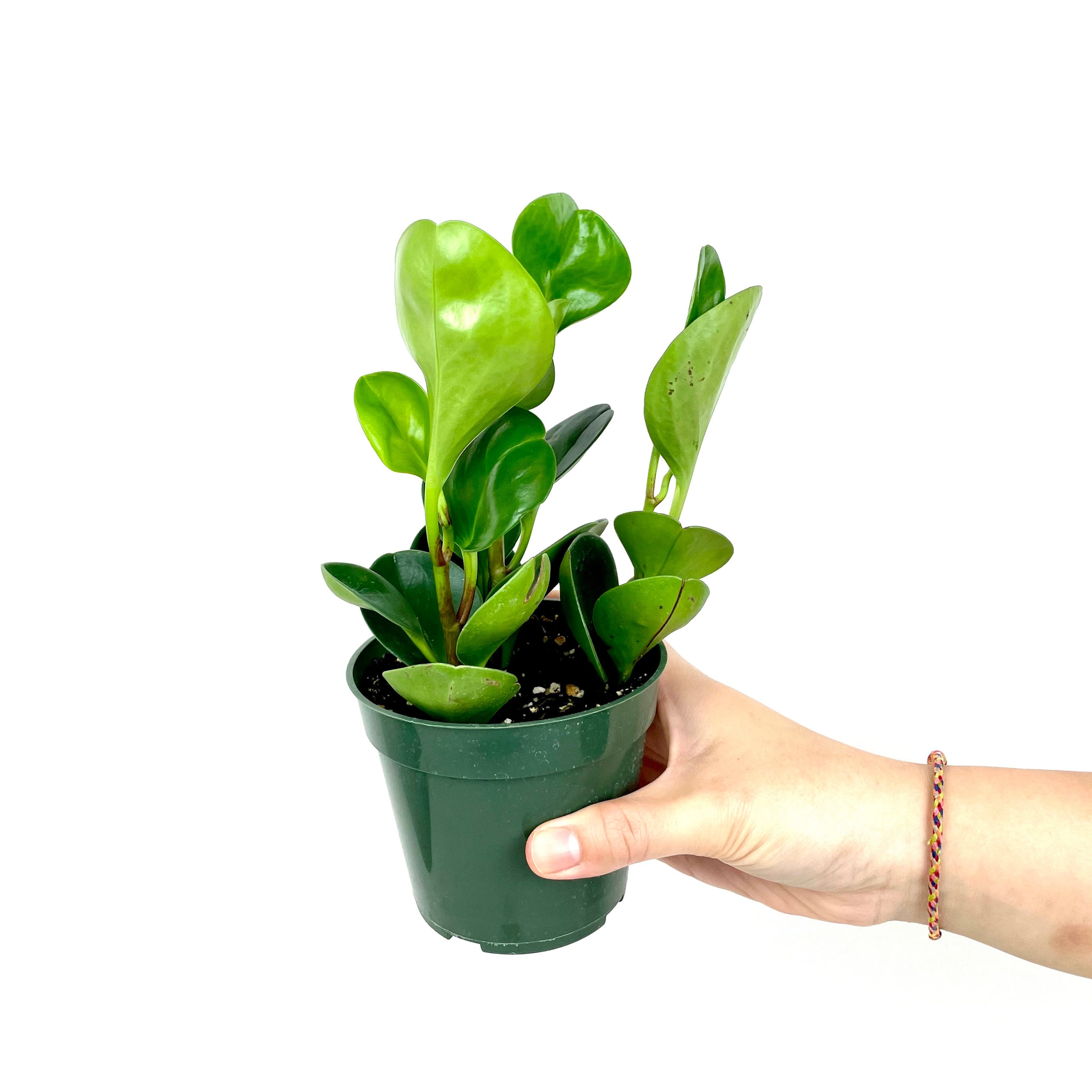 Peperomia Optipan 4" | The Flora Culture
